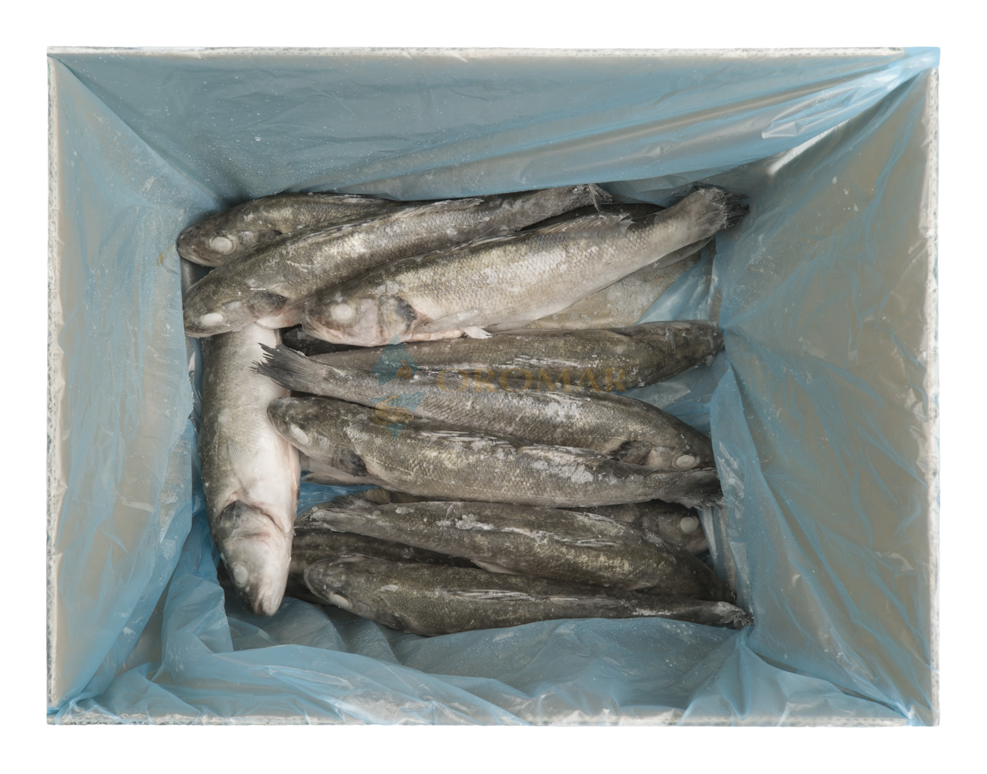 Zeebaars - Dicentrarchus labrax | Vers en diepvries - Oromar